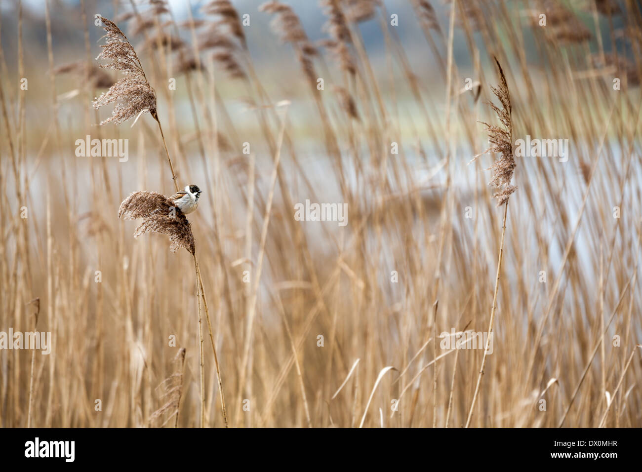 Common reed bunting hi-res stock photography and images - Alamy
