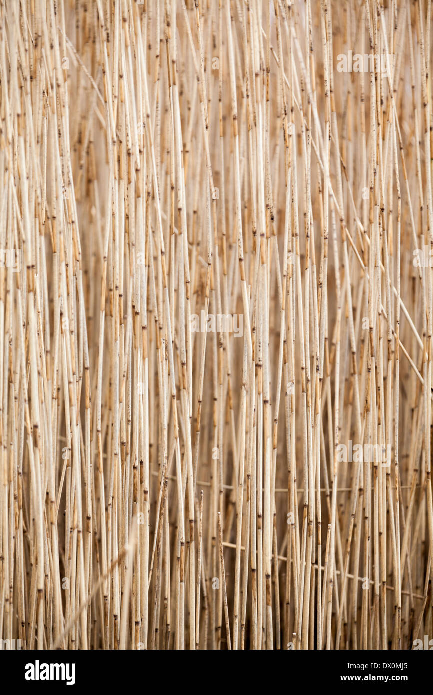 Reed backdrop hi-res stock photography and images - Alamy