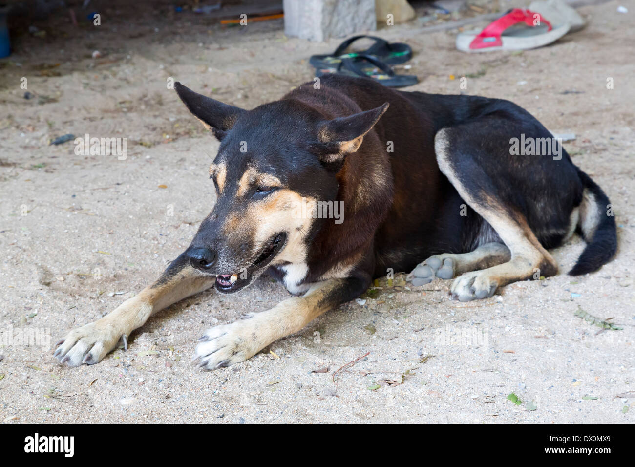 Chao dog hi-res stock photography and images - Alamy