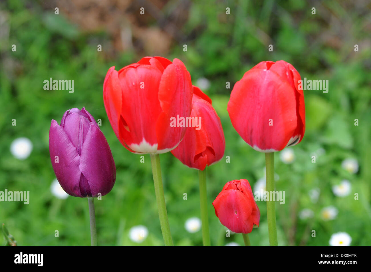 Tulip flowers in full hi-res stock photography and images - Alamy