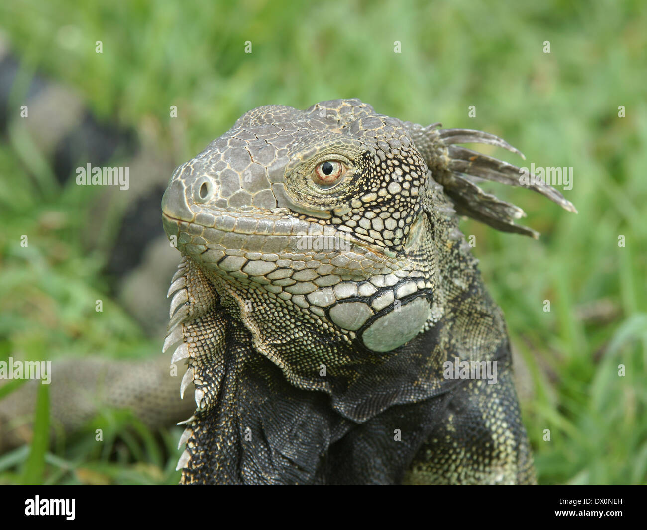Green Iguana, typical animal of Aruba, ABC Islands Stock Photo - Alamy
