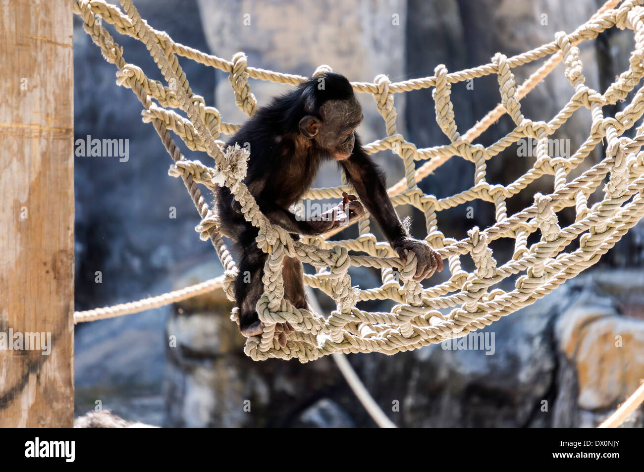 An endangered Bonobo (Pan paniscus) primate youngster plays on a rope ...