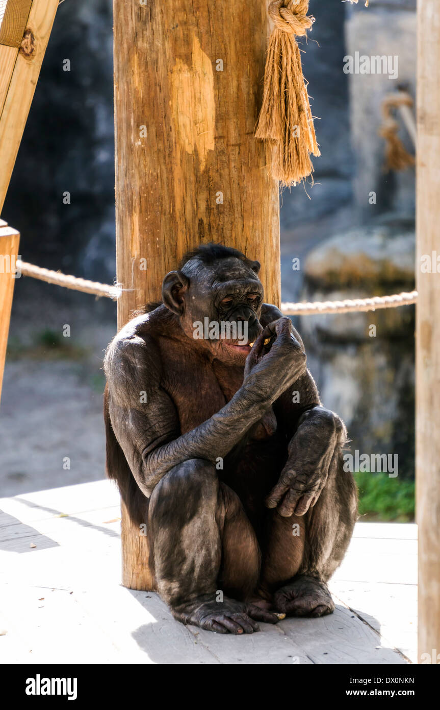 Female primate hi-res stock photography and images - Alamy