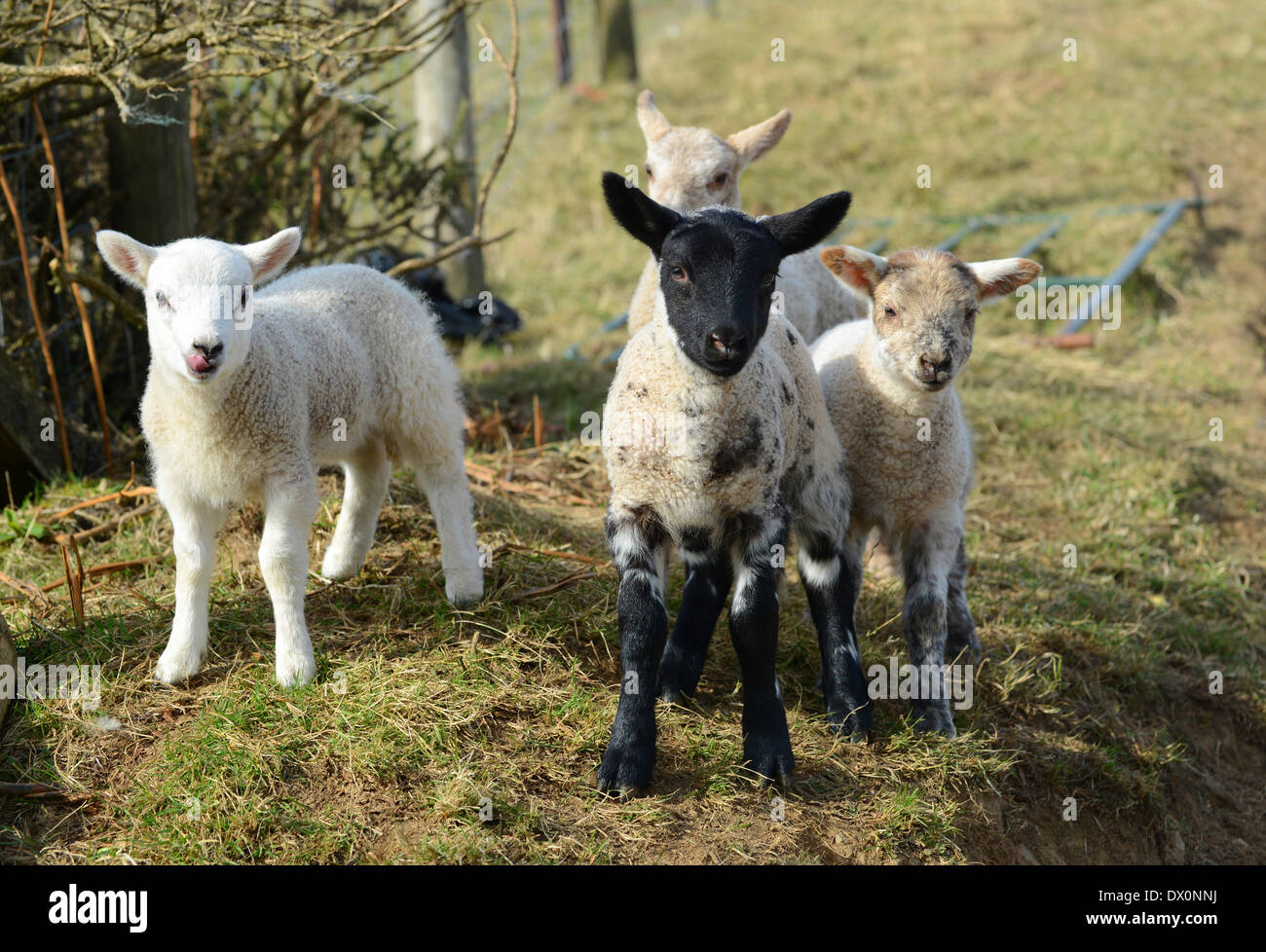 Lambs england hi-res stock photography and images - Alamy