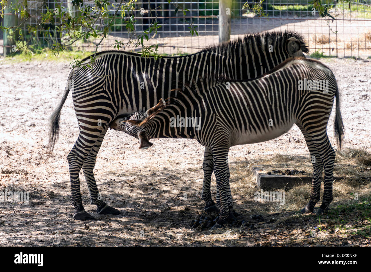 Grévy's zebras (Equus grevyi), dam and colt, also known as the imperial ...