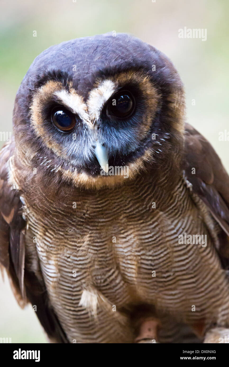 Wood owl hi-res stock photography and images - Alamy