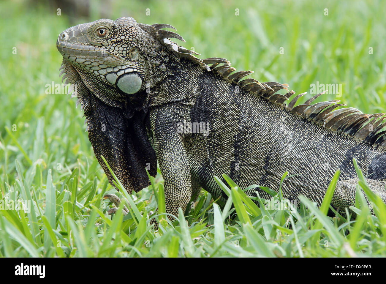 Green Iguana, typical animal of Aruba, ABC Islands Stock Photo - Alamy