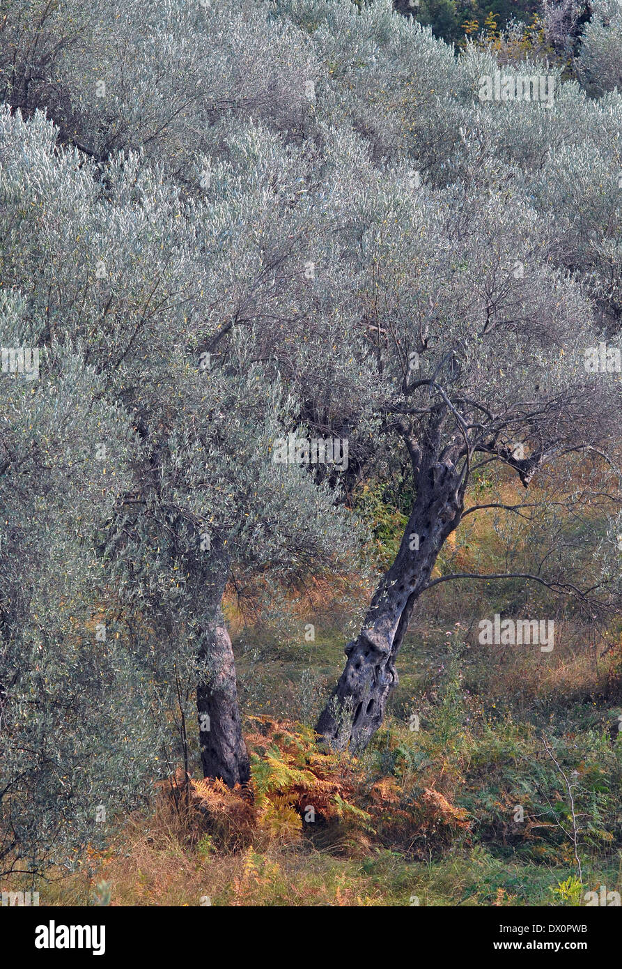 Olive tree in the Montenegro coast Stock Photo - Alamy