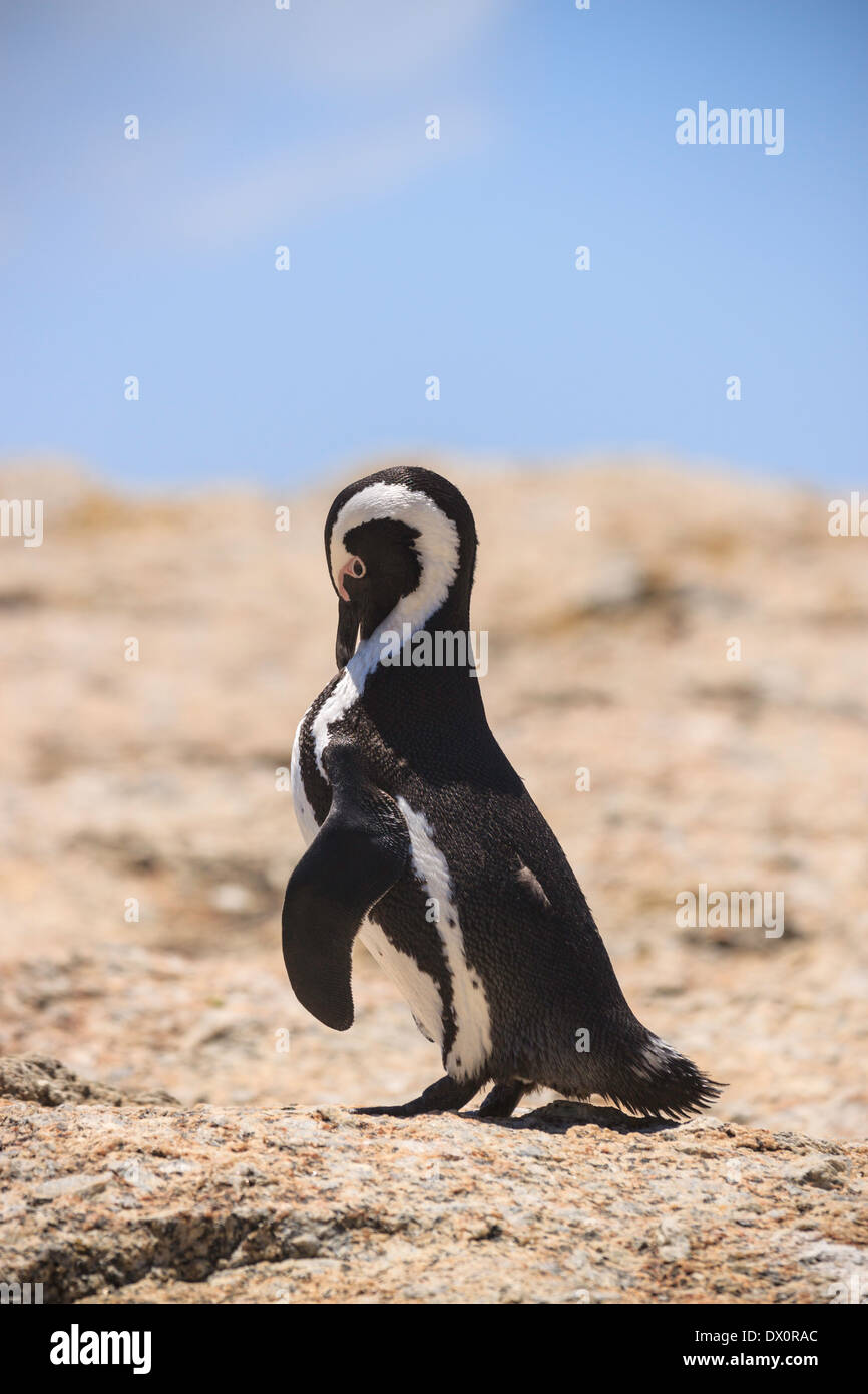 Penguin in the sun hi-res stock photography and images - Alamy
