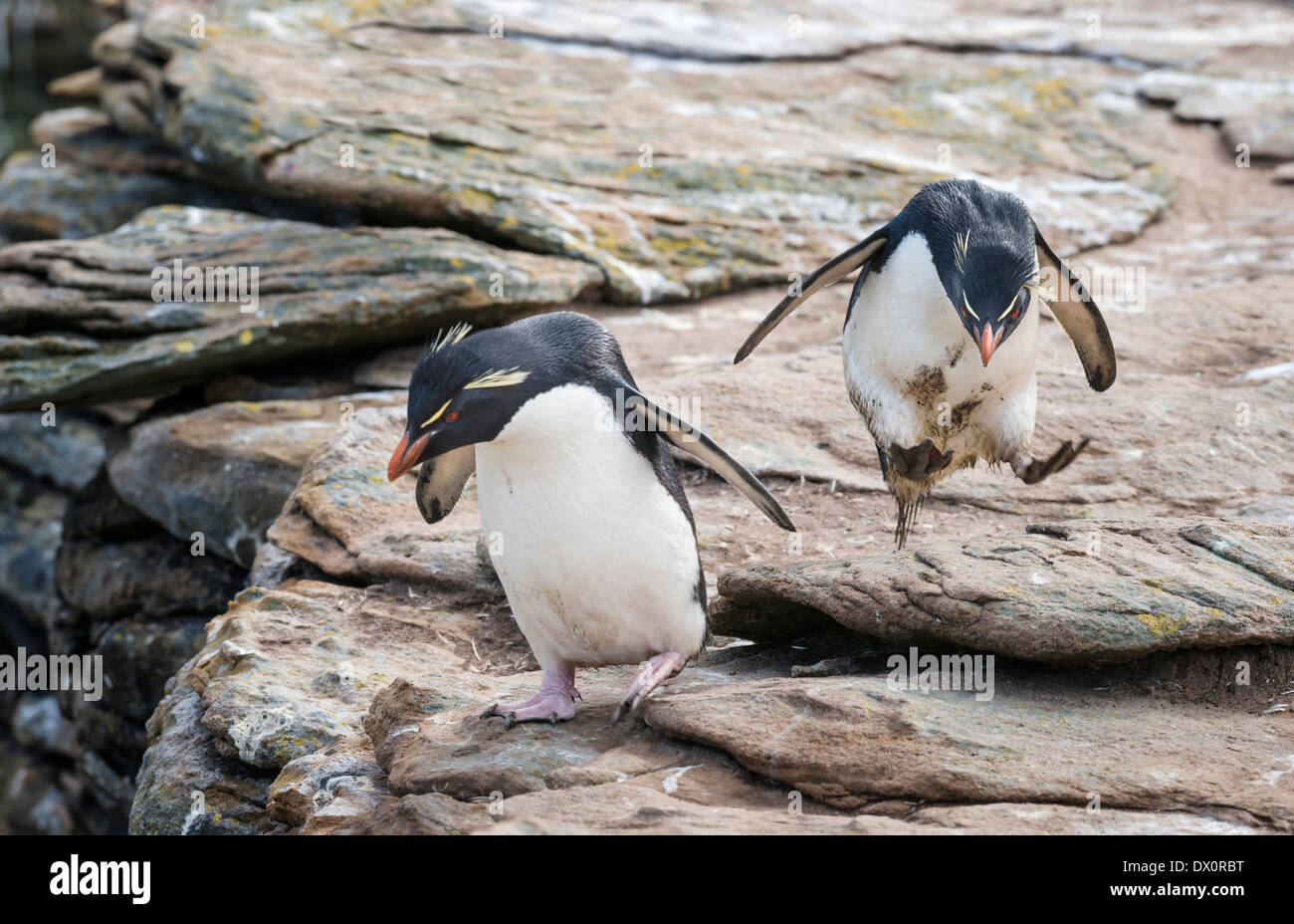 Rockhopper Penguin Jumping
