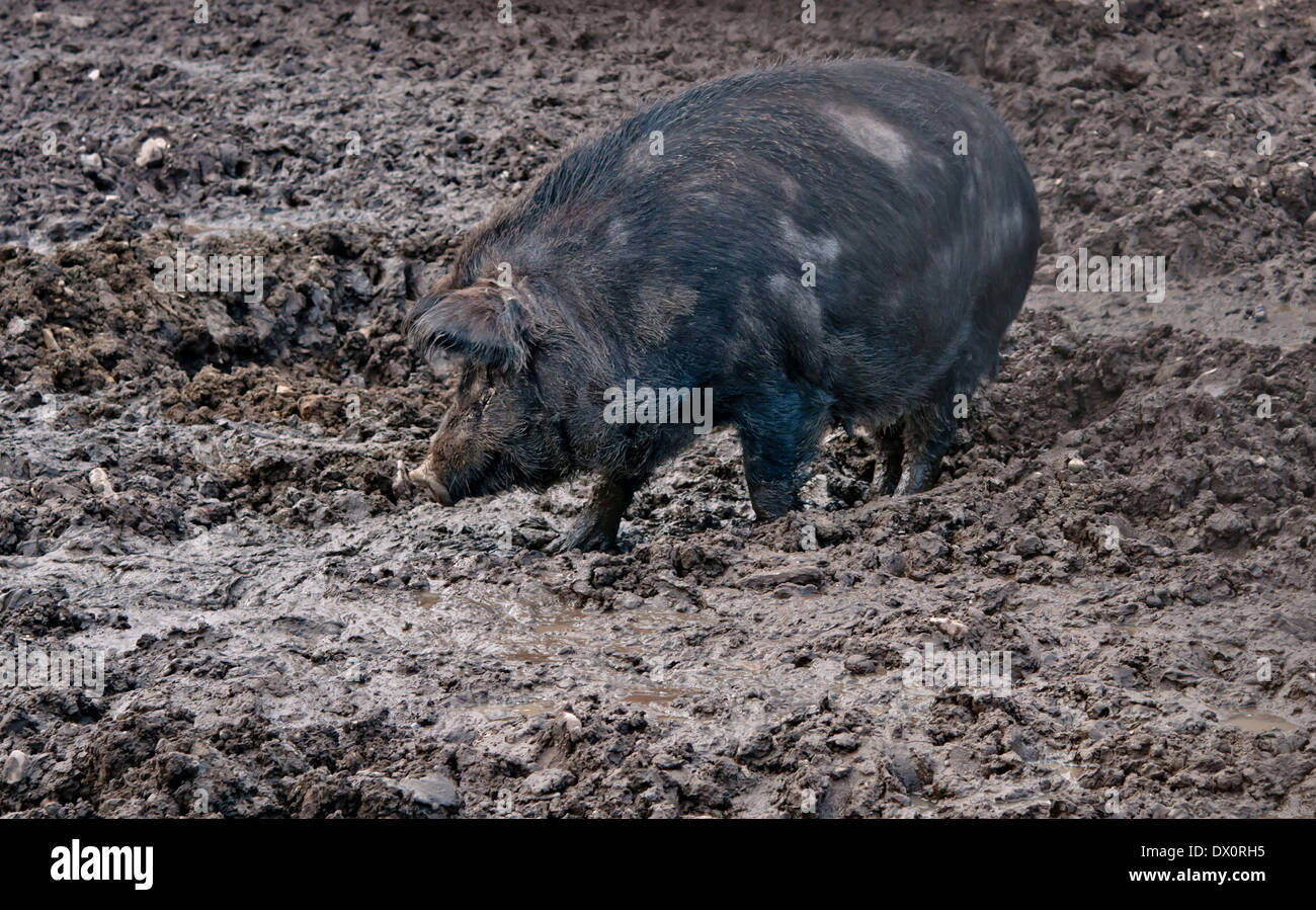 a black pig in bog. Close up Stock Photo - Alamy