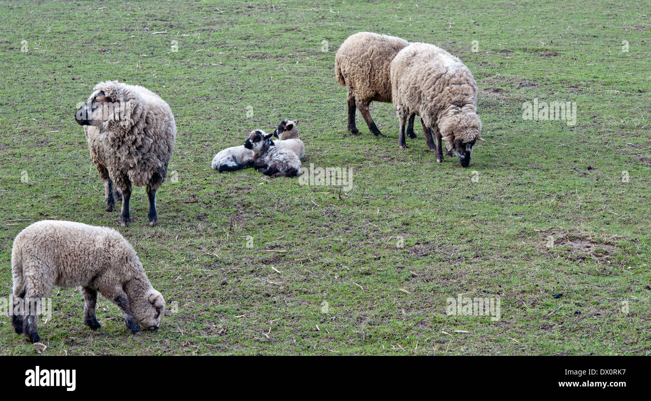 dutch sheep are grazing on the countryside Stock Photo - Alamy
