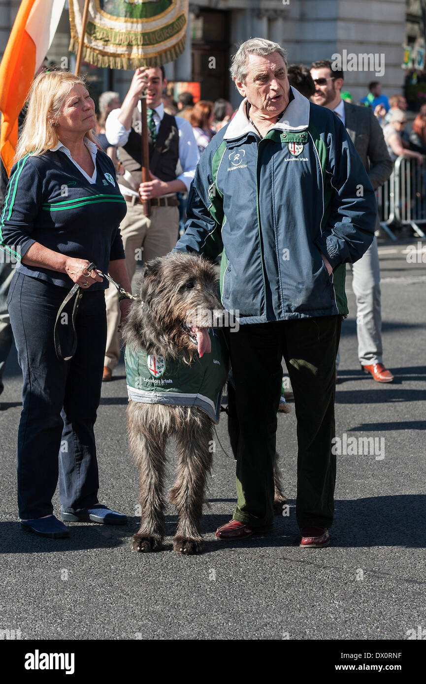 Mascot irish wolfhound hi-res stock photography and images - Alamy