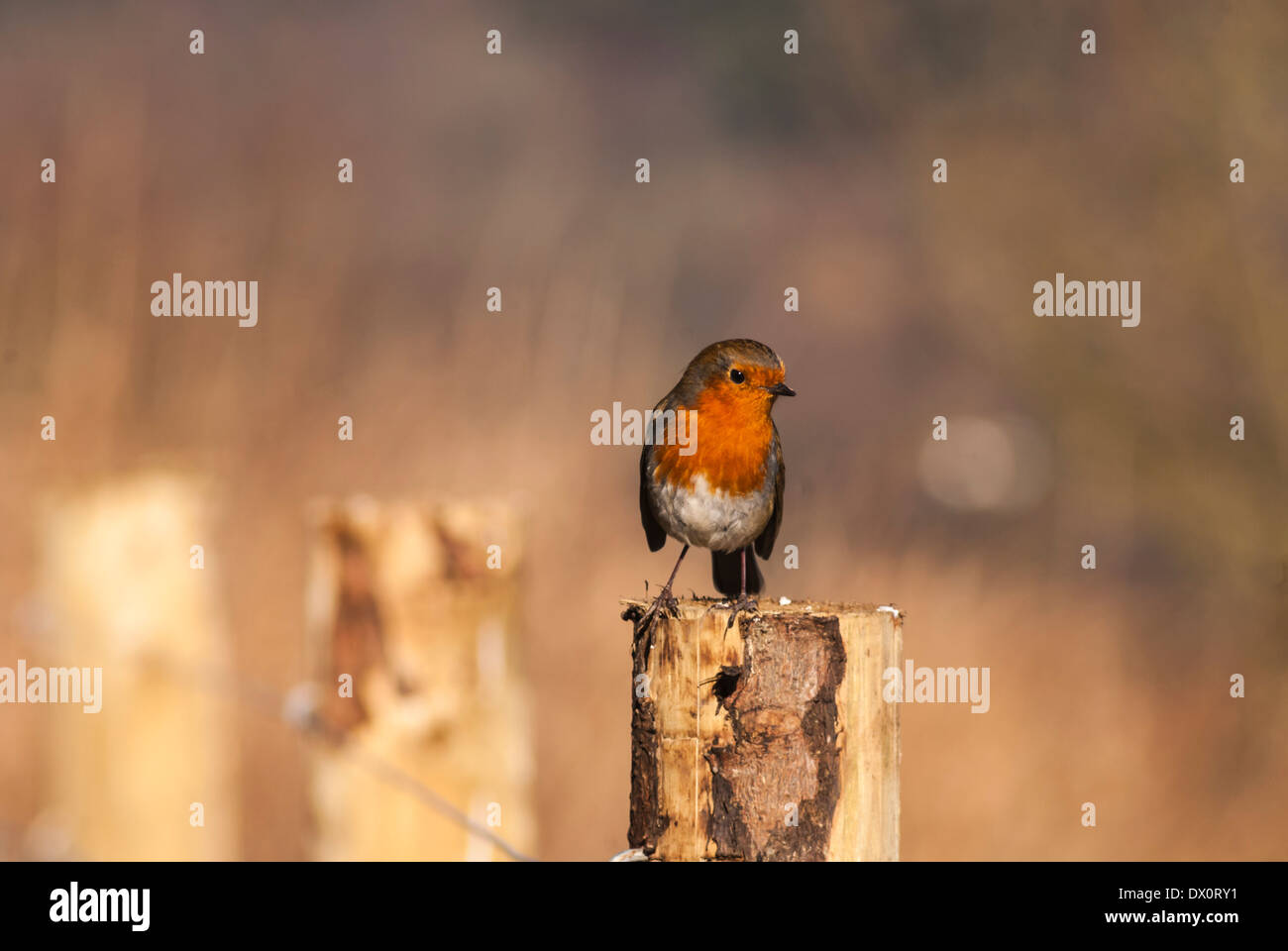 A robin on a fence post Stock Photo - Alamy