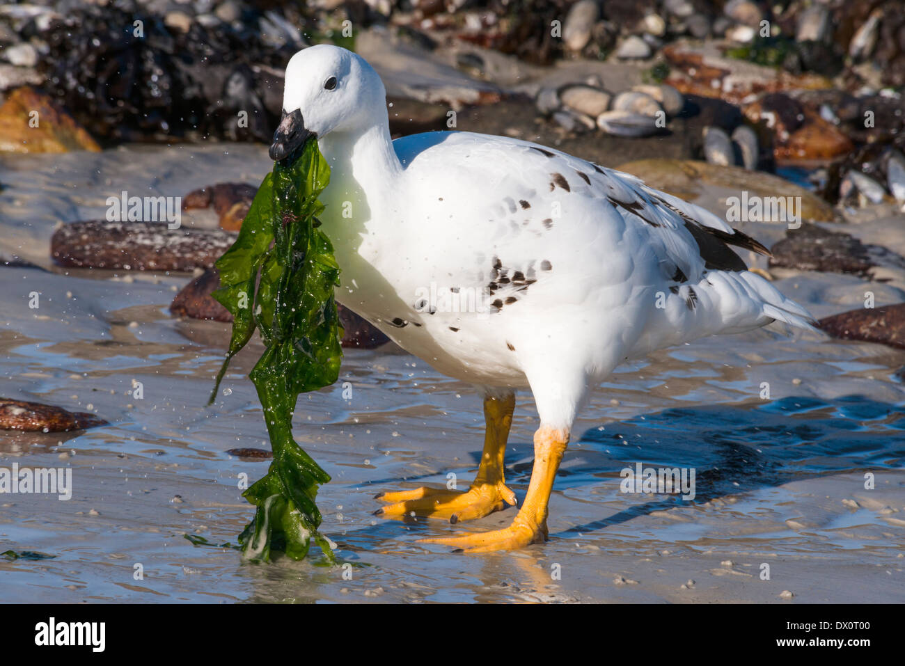 Kelp goose hi-res stock photography and images - Alamy