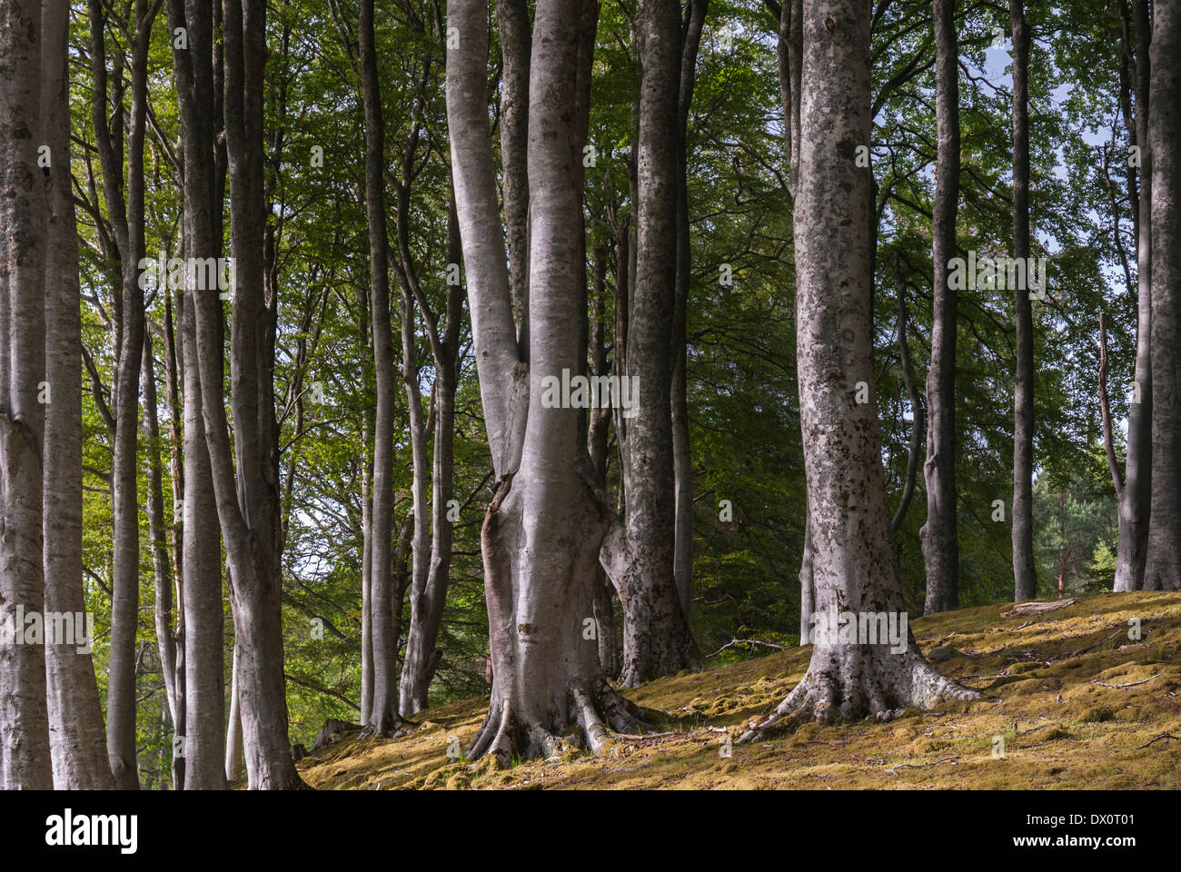 Beech tree wood in Scotland Stock Photo - Alamy