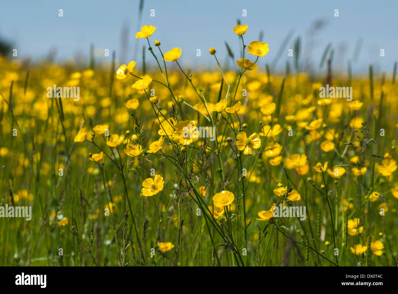 Giant buttercups hi-res stock photography and images - Alamy