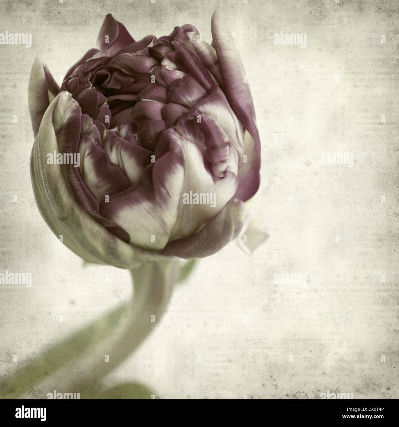 textured old paper background with double tulip Stock Photo - Alamy