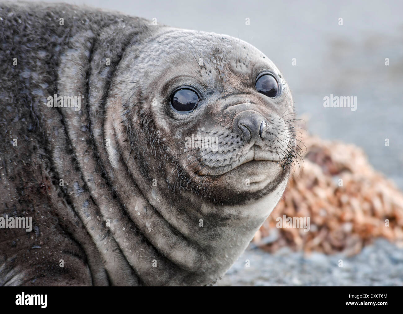Baby elephant seal hi-res stock photography and images - Alamy