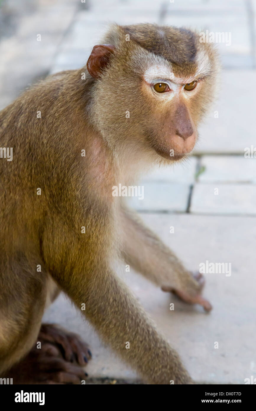 Monkey hill phuket hi-res stock photography and images - Alamy