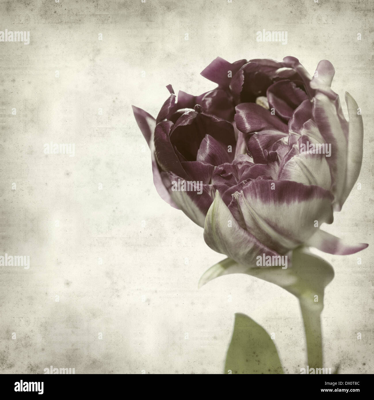 textured old paper background with double tulip Stock Photo - Alamy