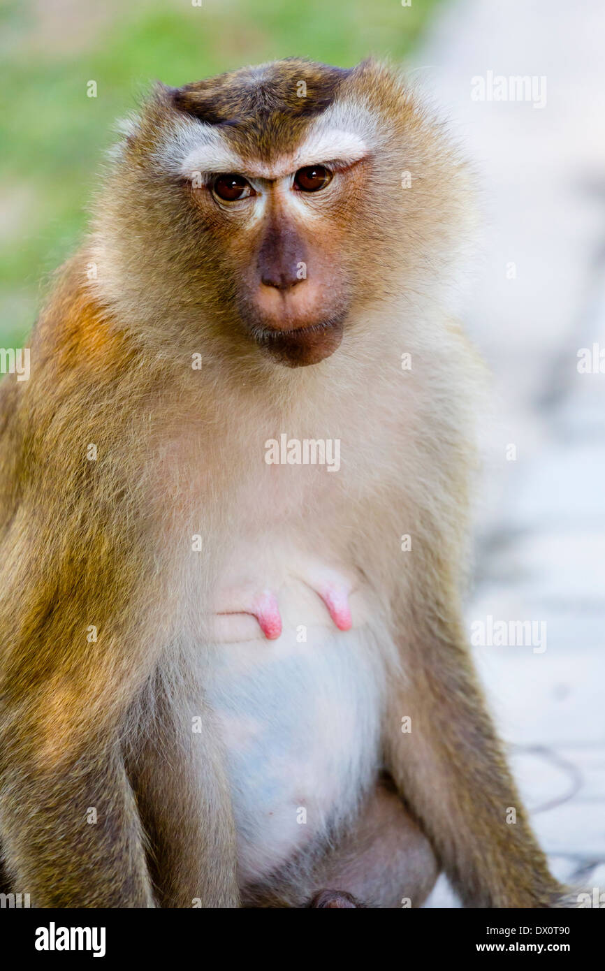 Monkey hill hi-res stock photography and images - Alamy