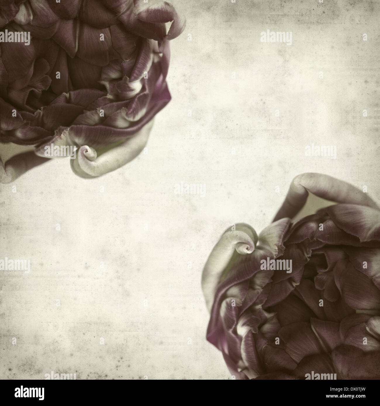 textured old paper background with double tulip Stock Photo - Alamy