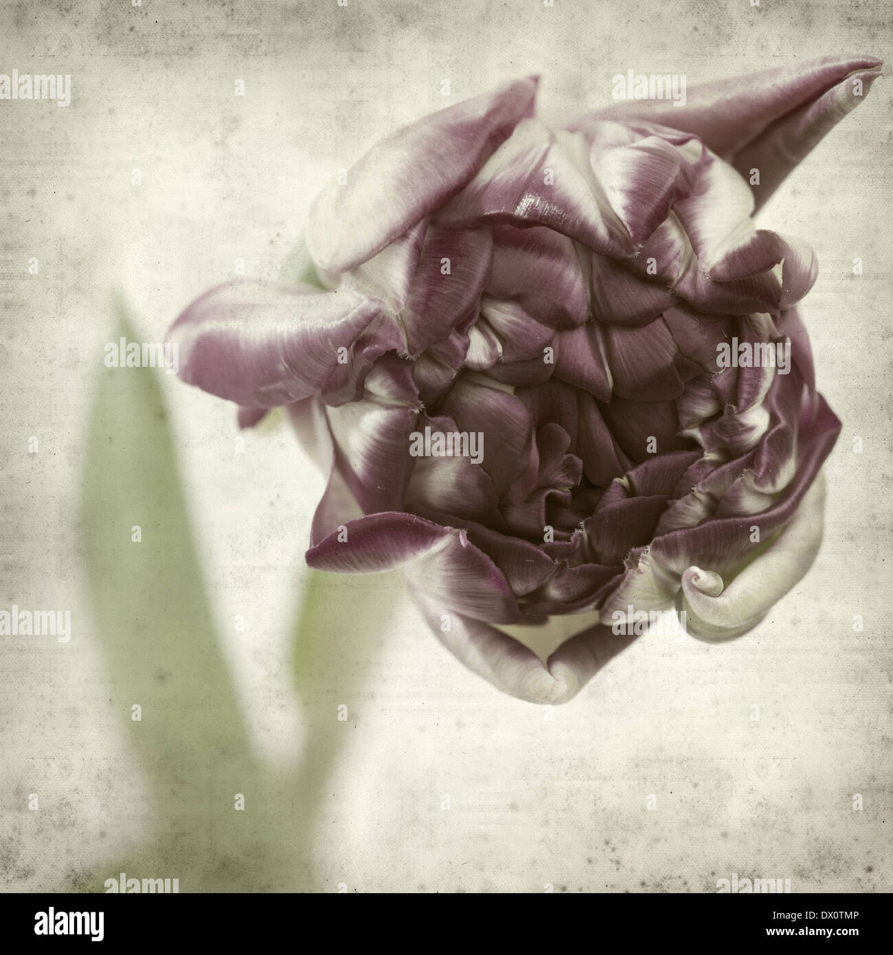 textured old paper background with double tulip Stock Photo - Alamy
