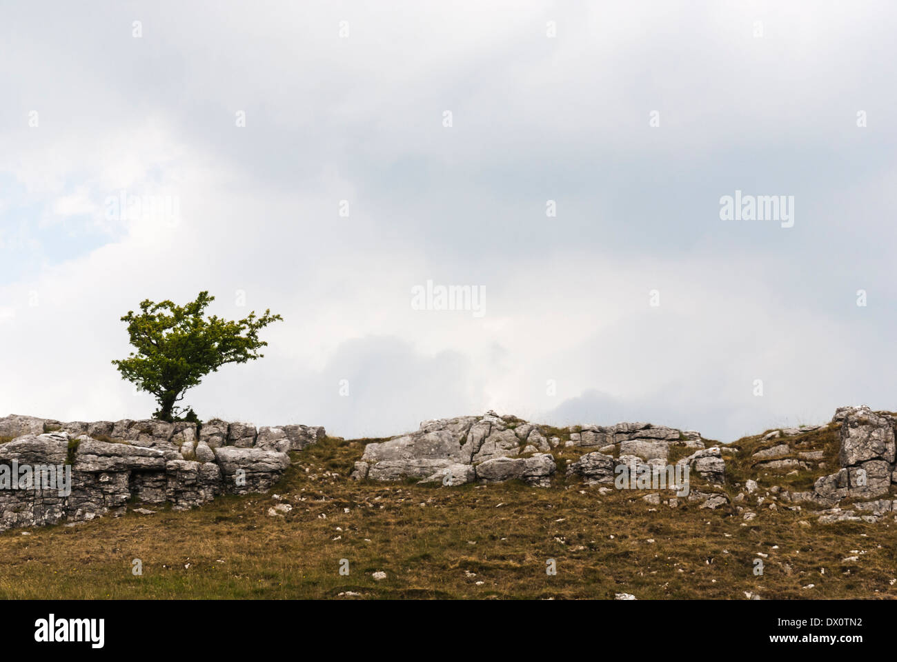 Hawthorn blossom yorkshire hi-res stock photography and images - Alamy