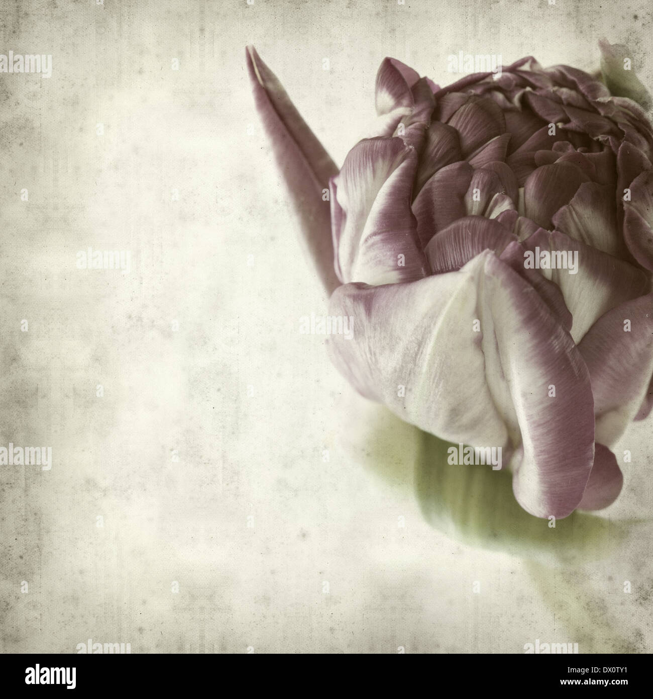 textured old paper background with double tulip Stock Photo - Alamy