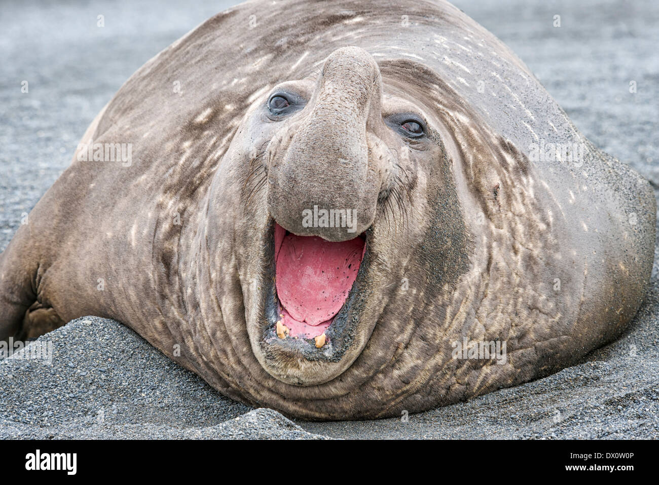 Laughing Elephant Seal