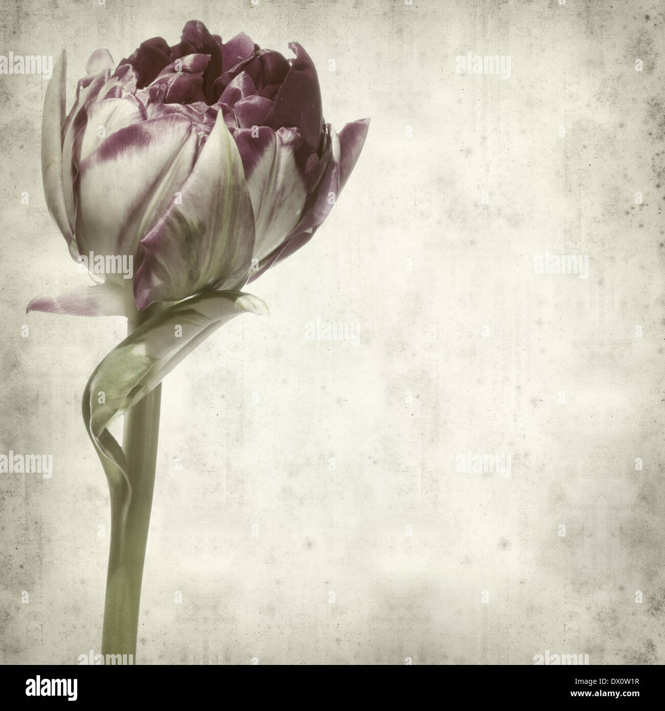 textured old paper background with double tulip Stock Photo - Alamy