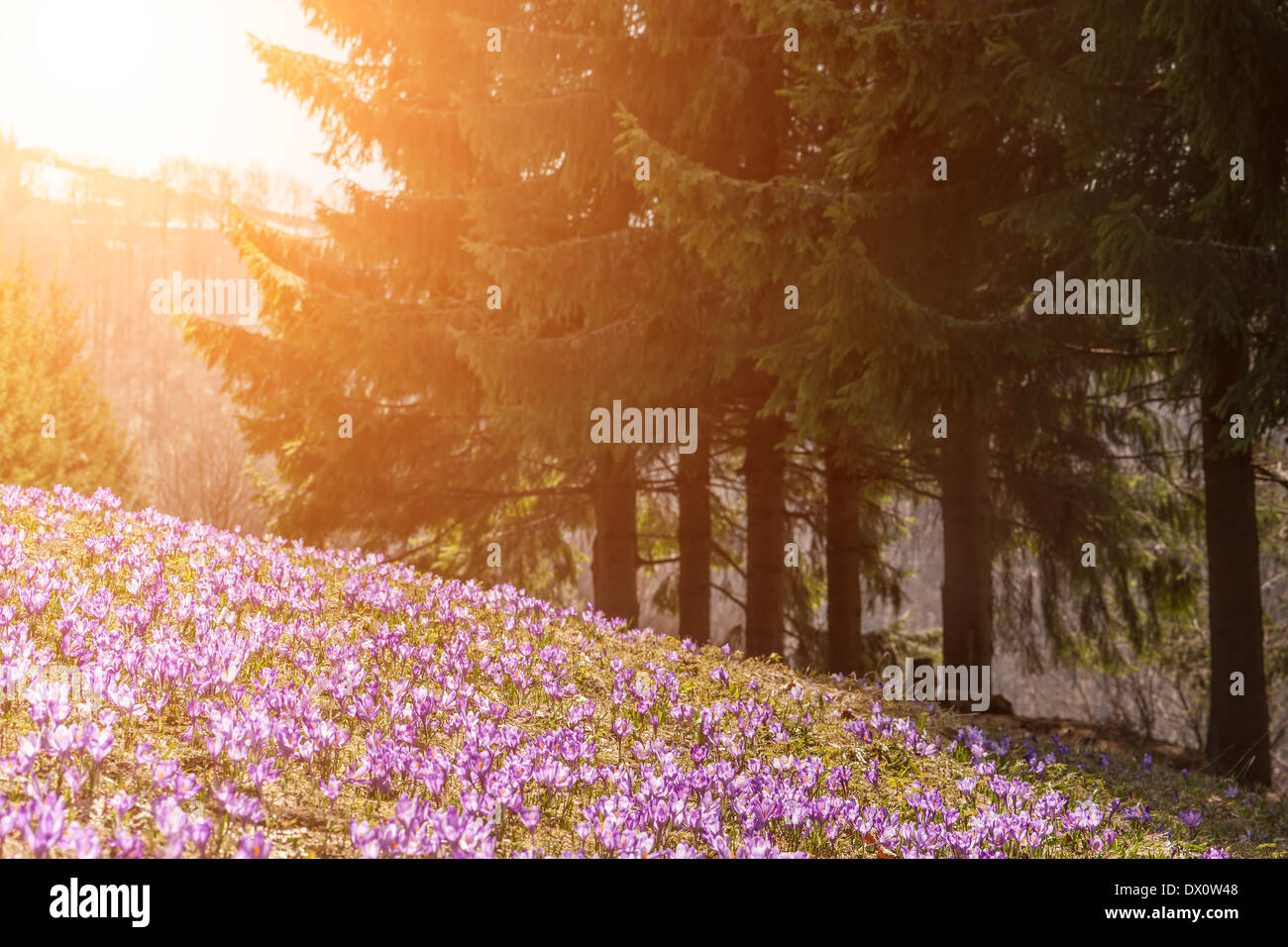 Forest mountain landscapes hi-res stock photography and images - Alamy