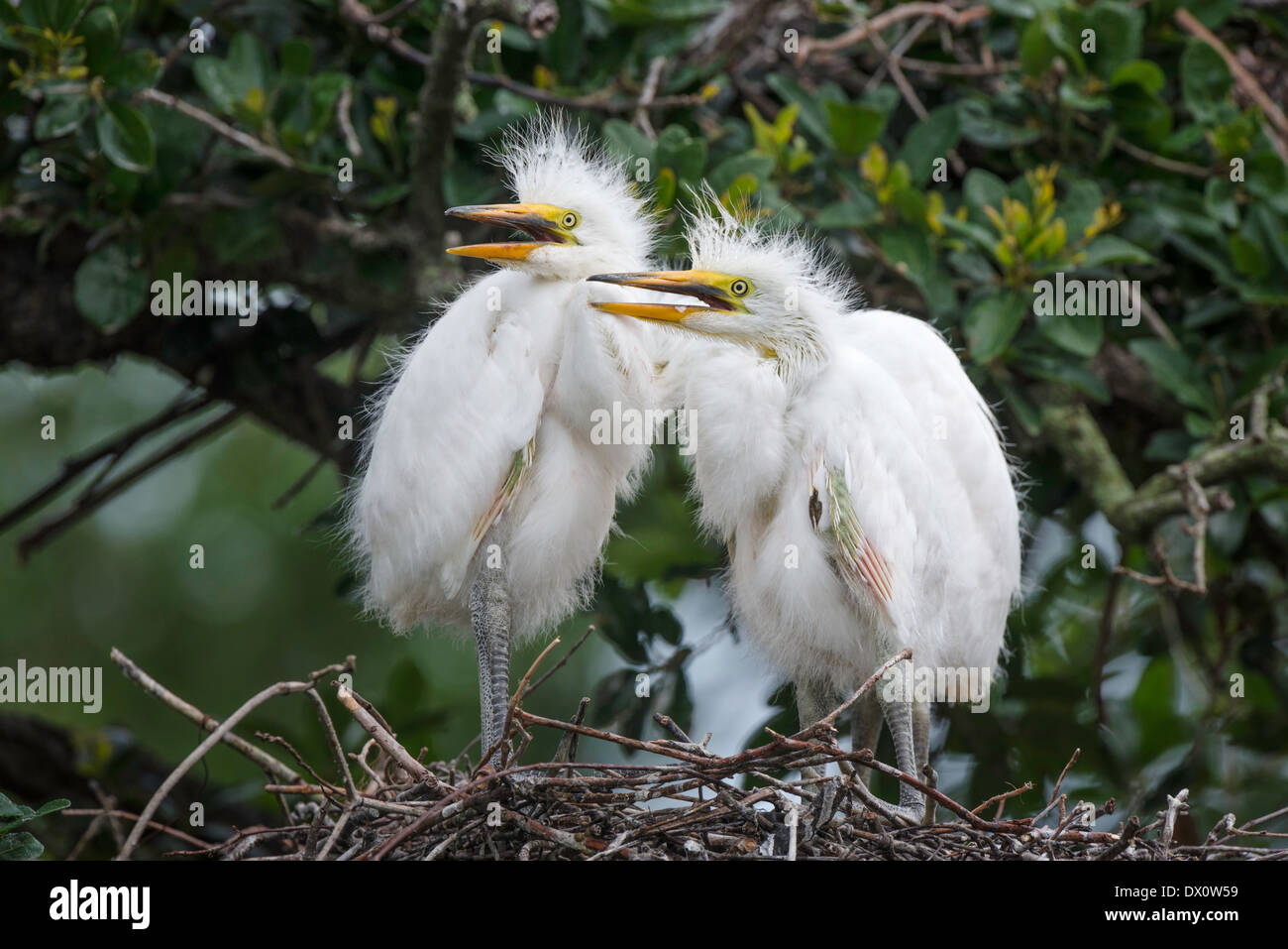 Young egrets in nest hi-res stock photography and images - Alamy