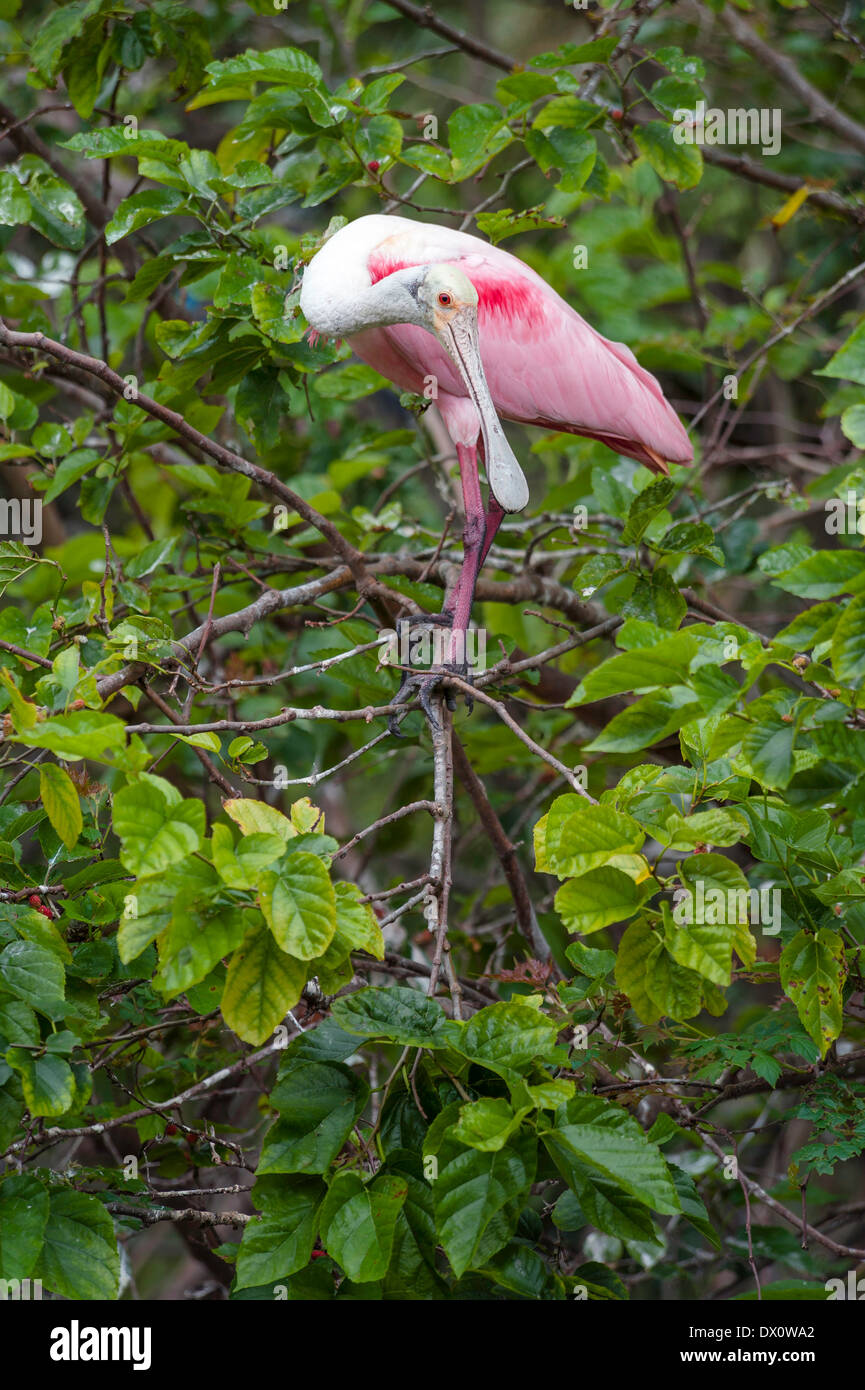 Spoonbill on branch hi-res stock photography and images - Alamy