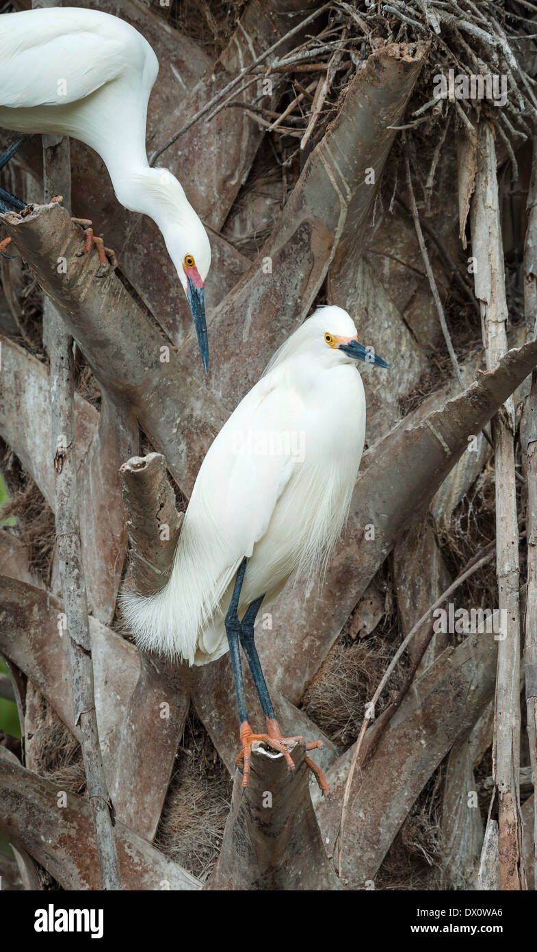 Pair egrets hi-res stock photography and images - Alamy
