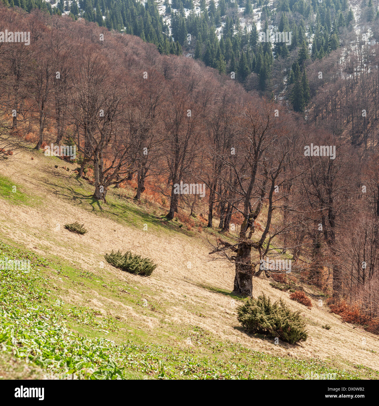 Spring time forest in hi-res stock photography and images - Alamy