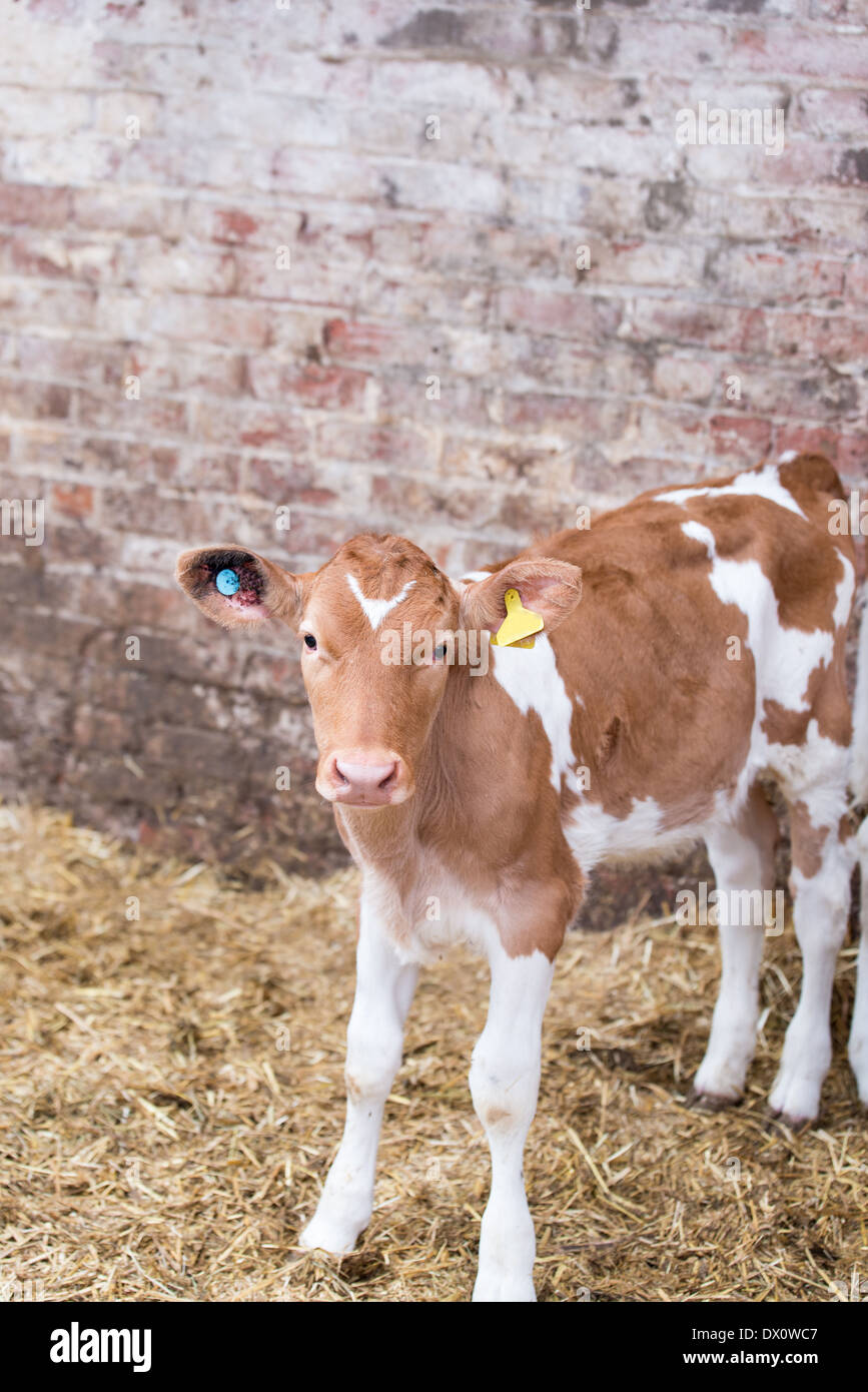Guernsey cattle hi-res stock photography and images - Alamy