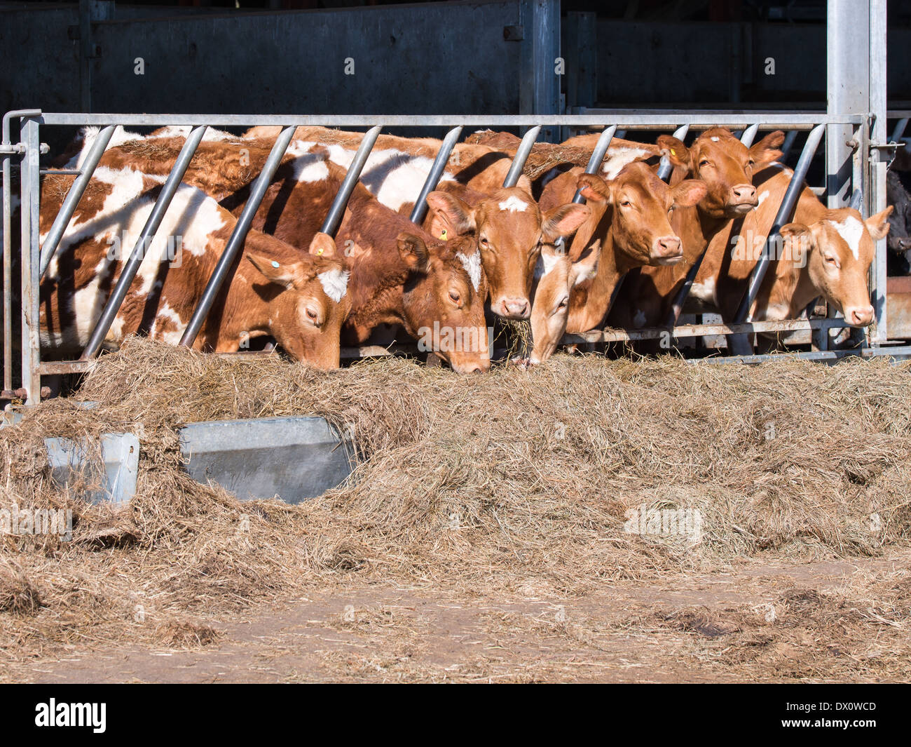 White cow with hay hi-res stock photography and images - Alamy