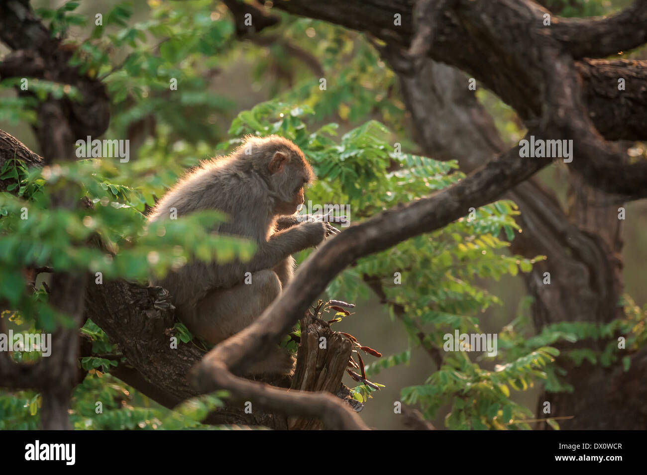 macaque in rainforest sitting on tree Stock Photo - Alamy