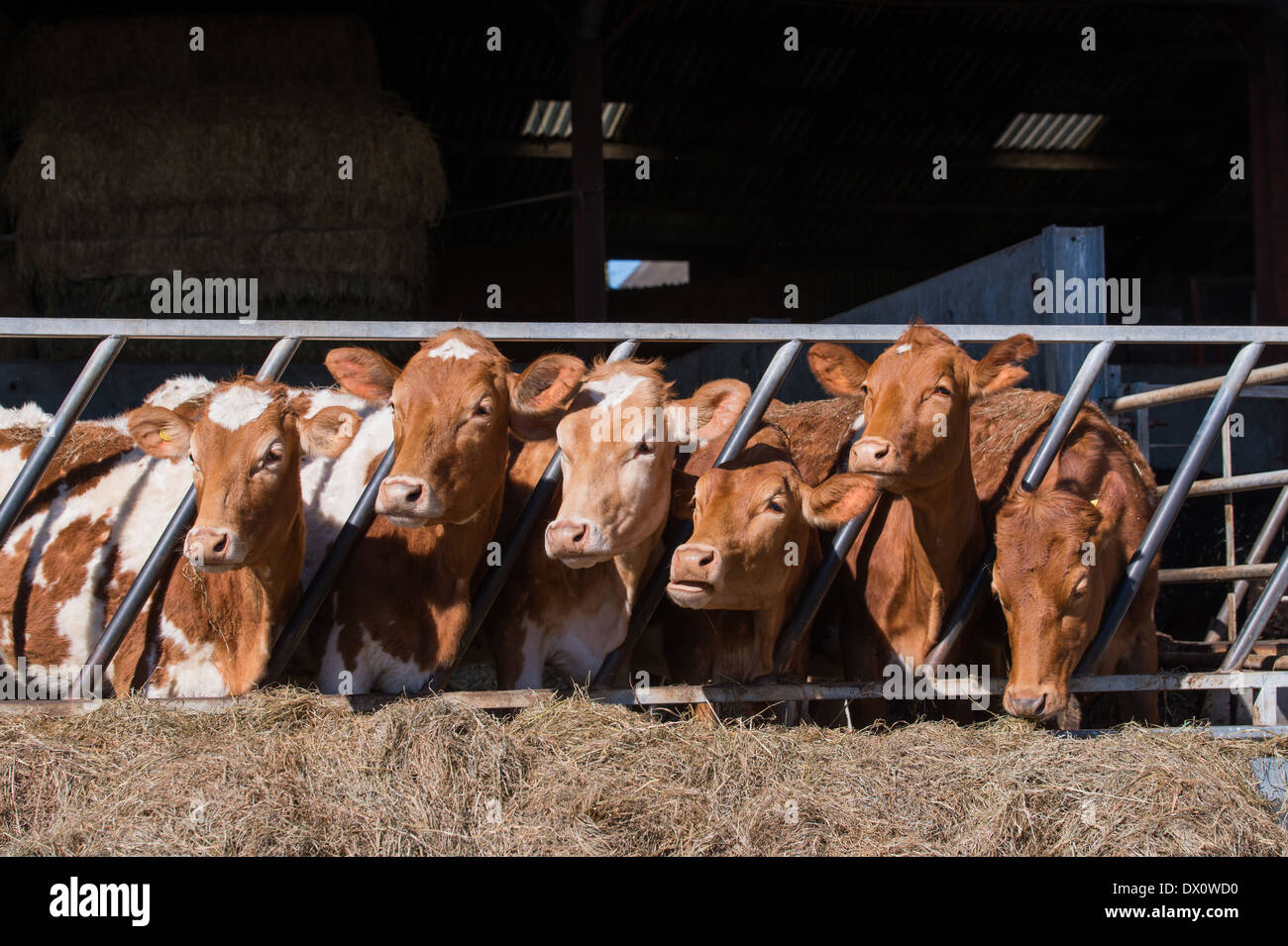 Guernsey cattle hi-res stock photography and images - Alamy