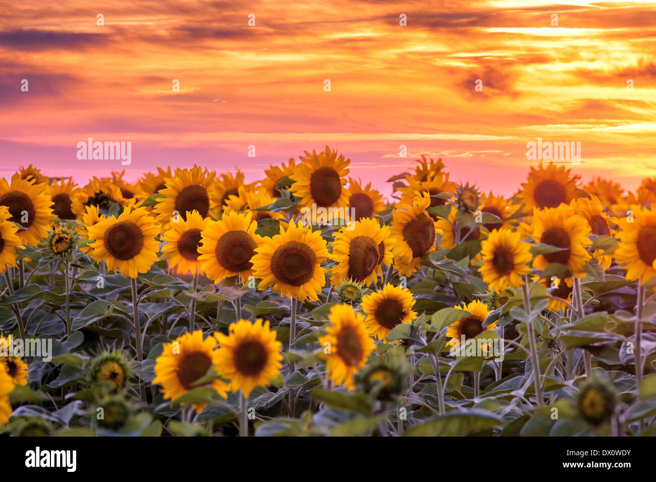 Sunflower field orange sunset hi-res stock photography and images - Alamy