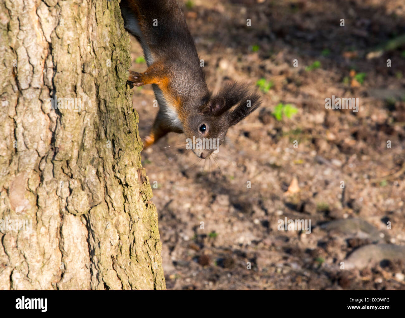 Squirrel descent from a tree Stock Photo - Alamy