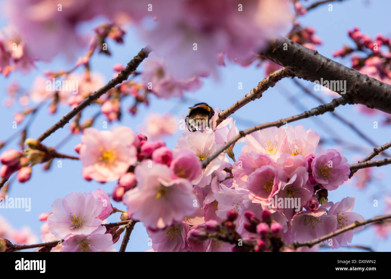 Bumblebee in Japan cherry tree Stock Photo - Alamy