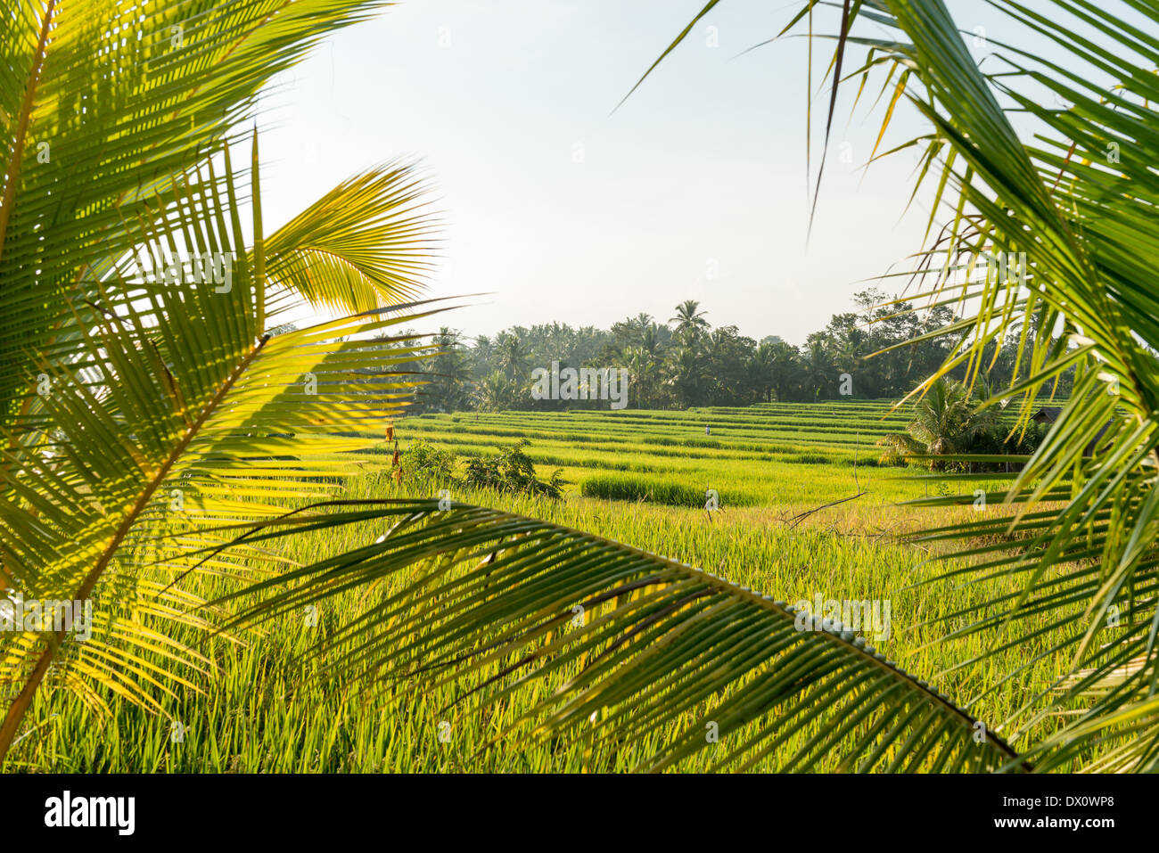 Balinese traditional culture - rice field in Ubud Stock Photo - Alamy