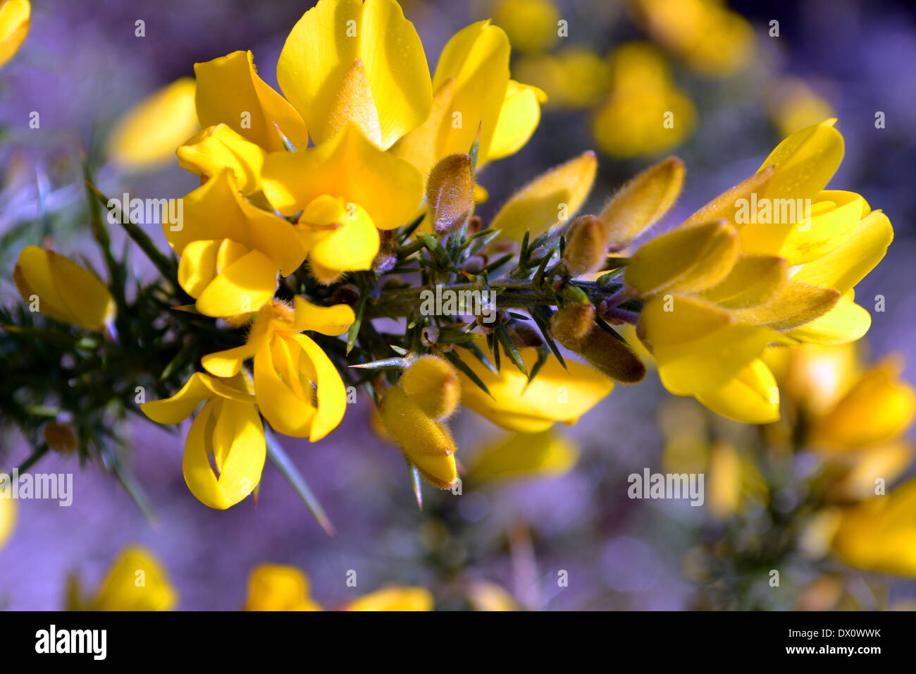 close up wild gorse Stock Photo - Alamy