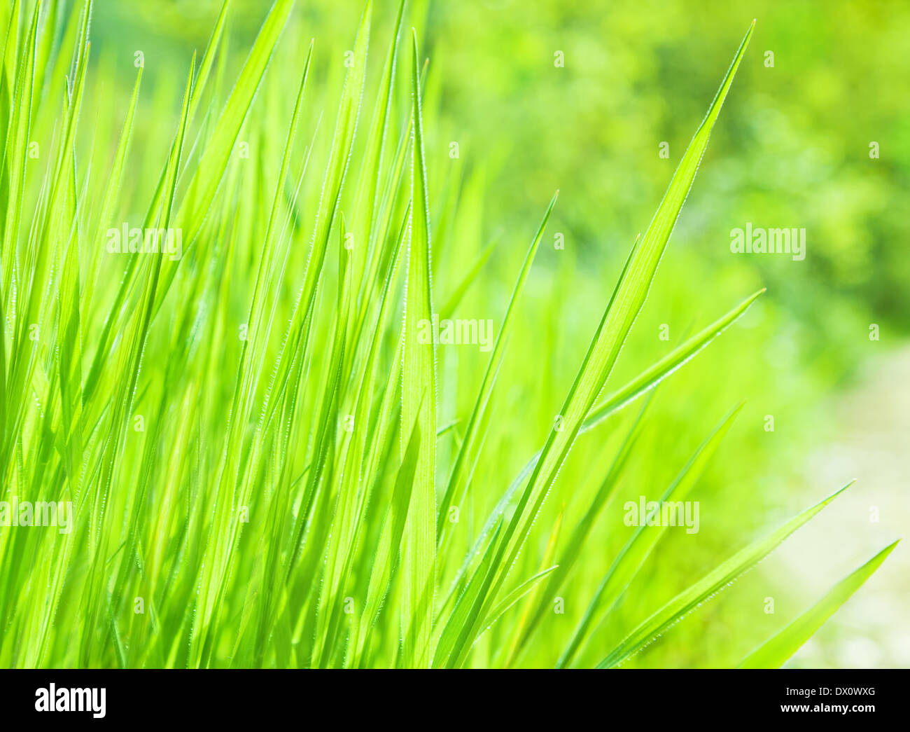 Fresh green grass background, abstract natural backdrop, beauty of ...
