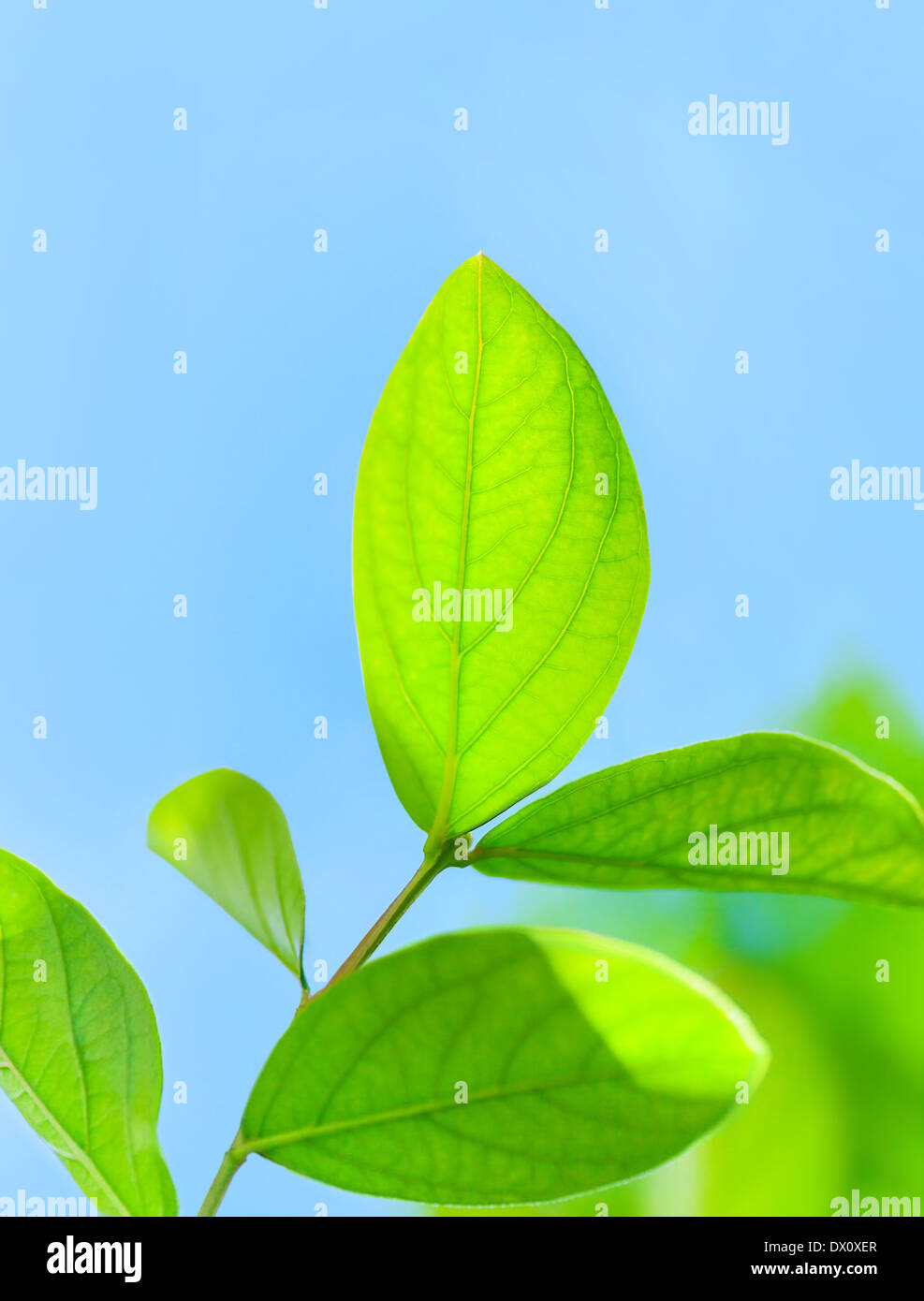 Fresh green tree leaves on clear blue sky background, warm sunny day ...