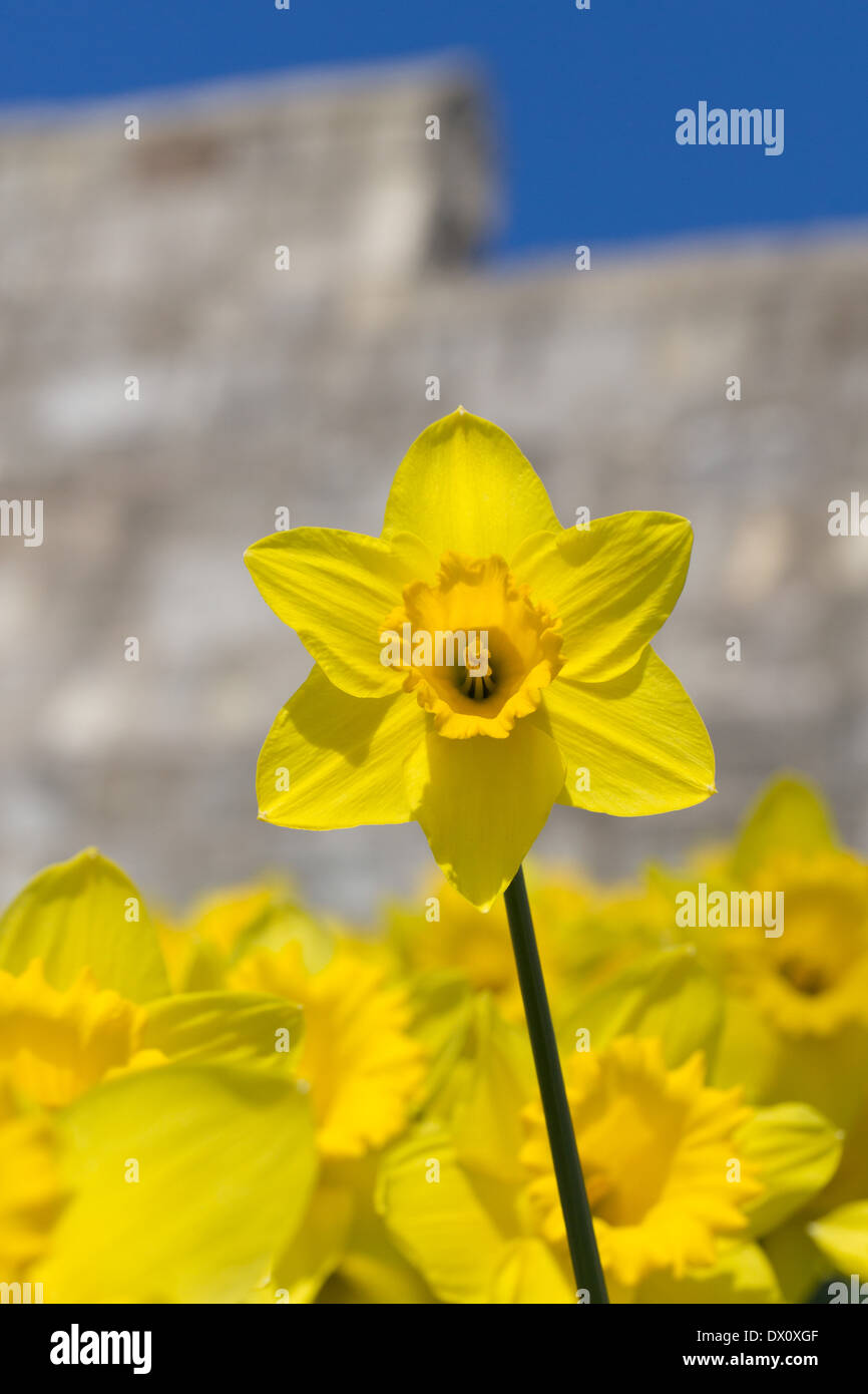 York city walls with daffodils hi-res stock photography and images - Alamy