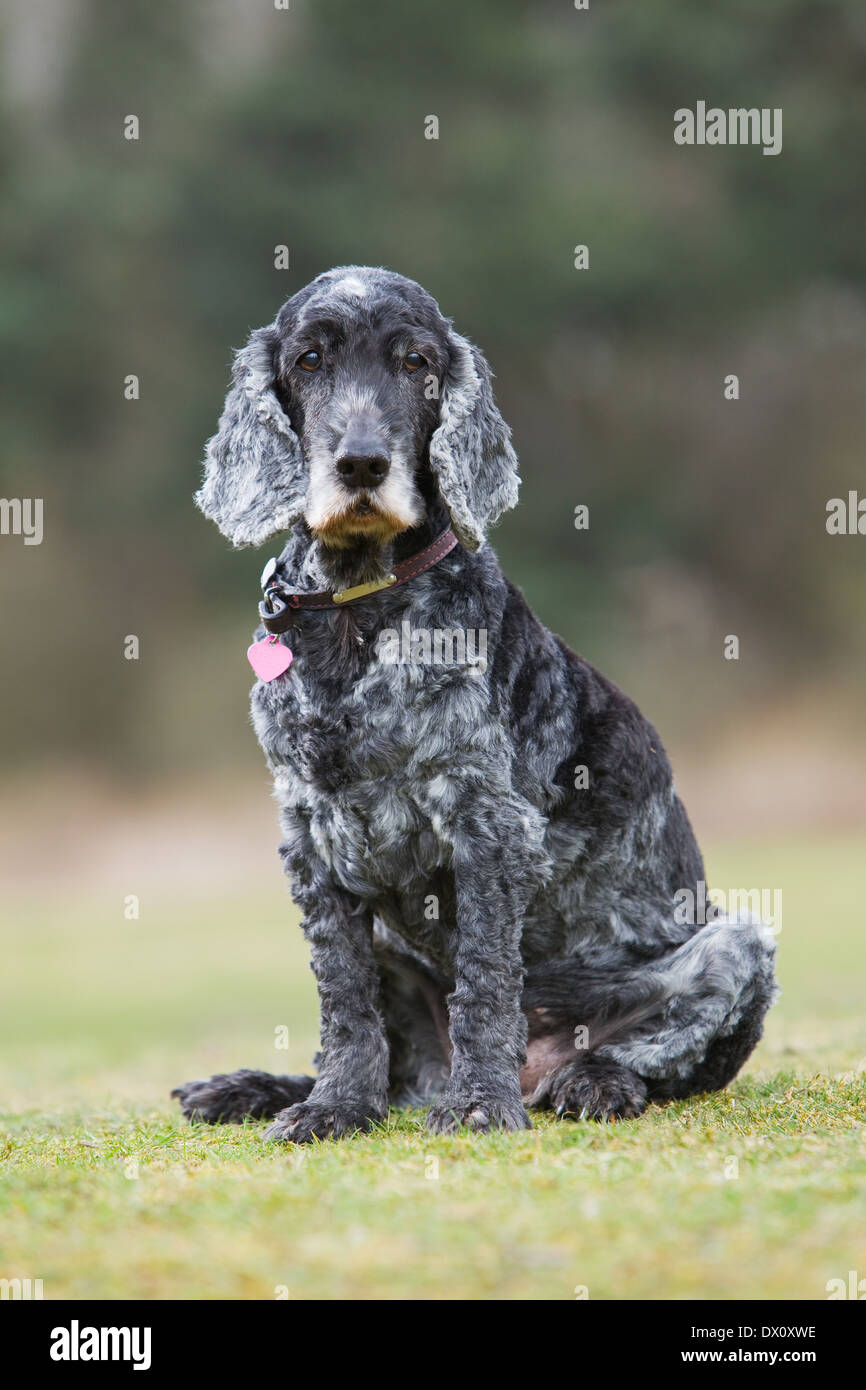Old Dog Collar High Resolution Stock Photography and Images - Alamy